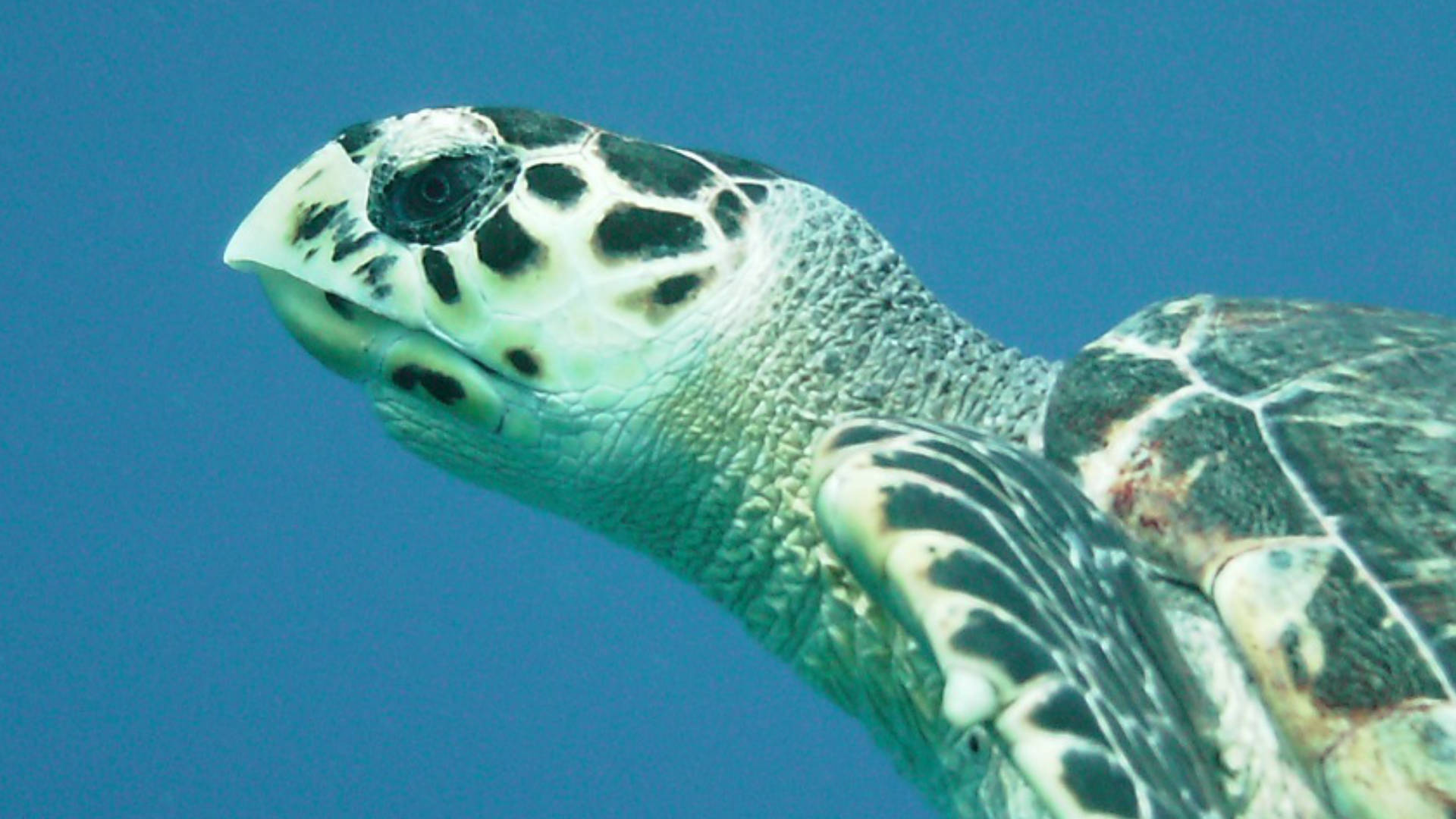 Sea Turtles - Scuba Blue Planet